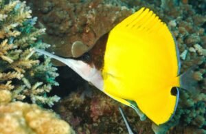 ᐉ PEZ MARIPOSA NARIZONA ∞【 Curiosidades
