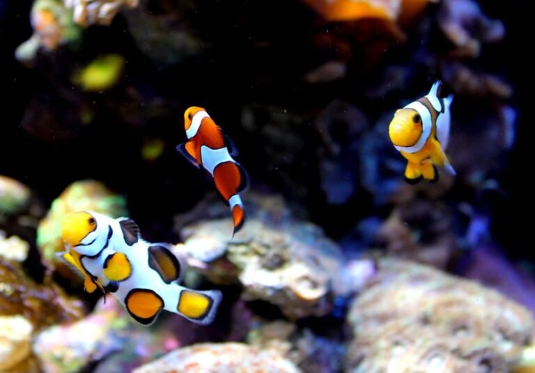 ᐉ PEZ SAPO PELUDO ∞【 Curiosidades y fotos