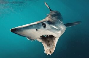 ᐉ TIBURÓN MAKO ∞【 El REY de la VELOCIDAD