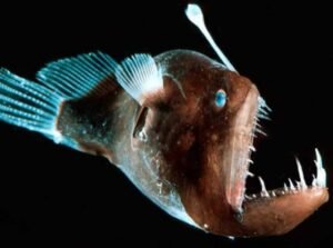 ᐉ PEZ LÁMPARA o PEZ LINTERNA ∞【 ¿Real o ficción?