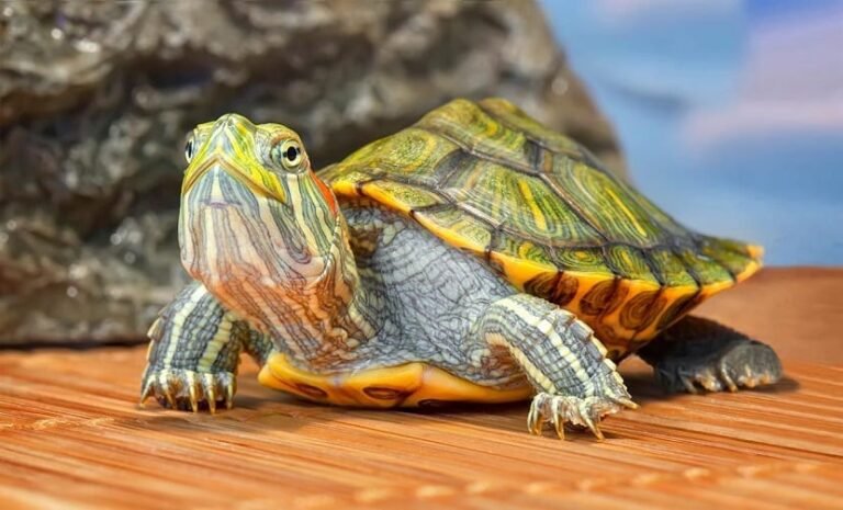 ᐉ TORTUGAS de AGUA DULCE ∞【 Tipos y características