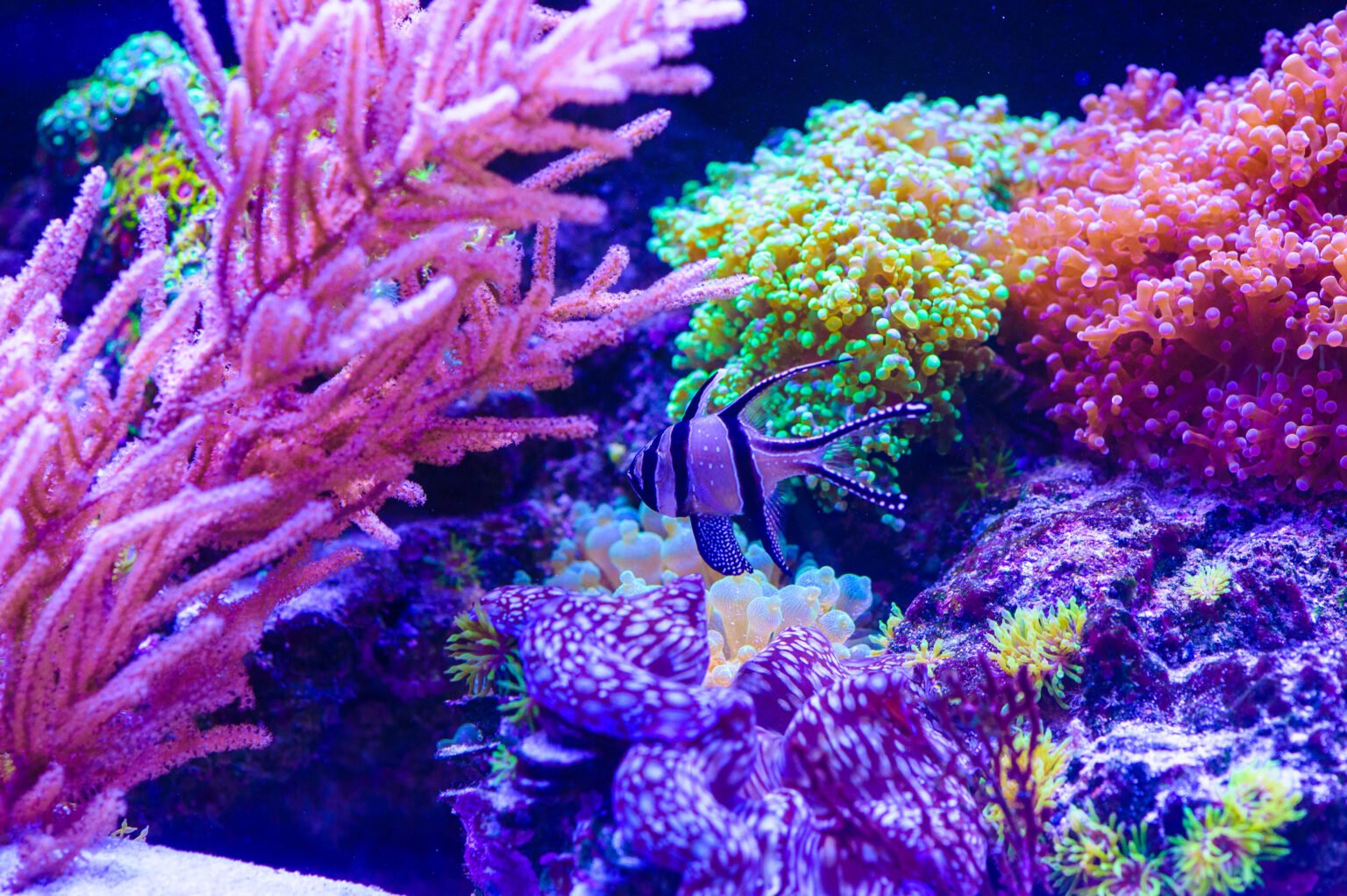 ᐉ CORAL ∞【 ¿ANIMAL o PLANTA? | CURIOSIDADES...