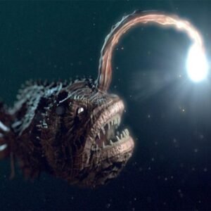 ᐉ PEZ LÁMPARA o PEZ LINTERNA ∞【 ¿Real o ficción?